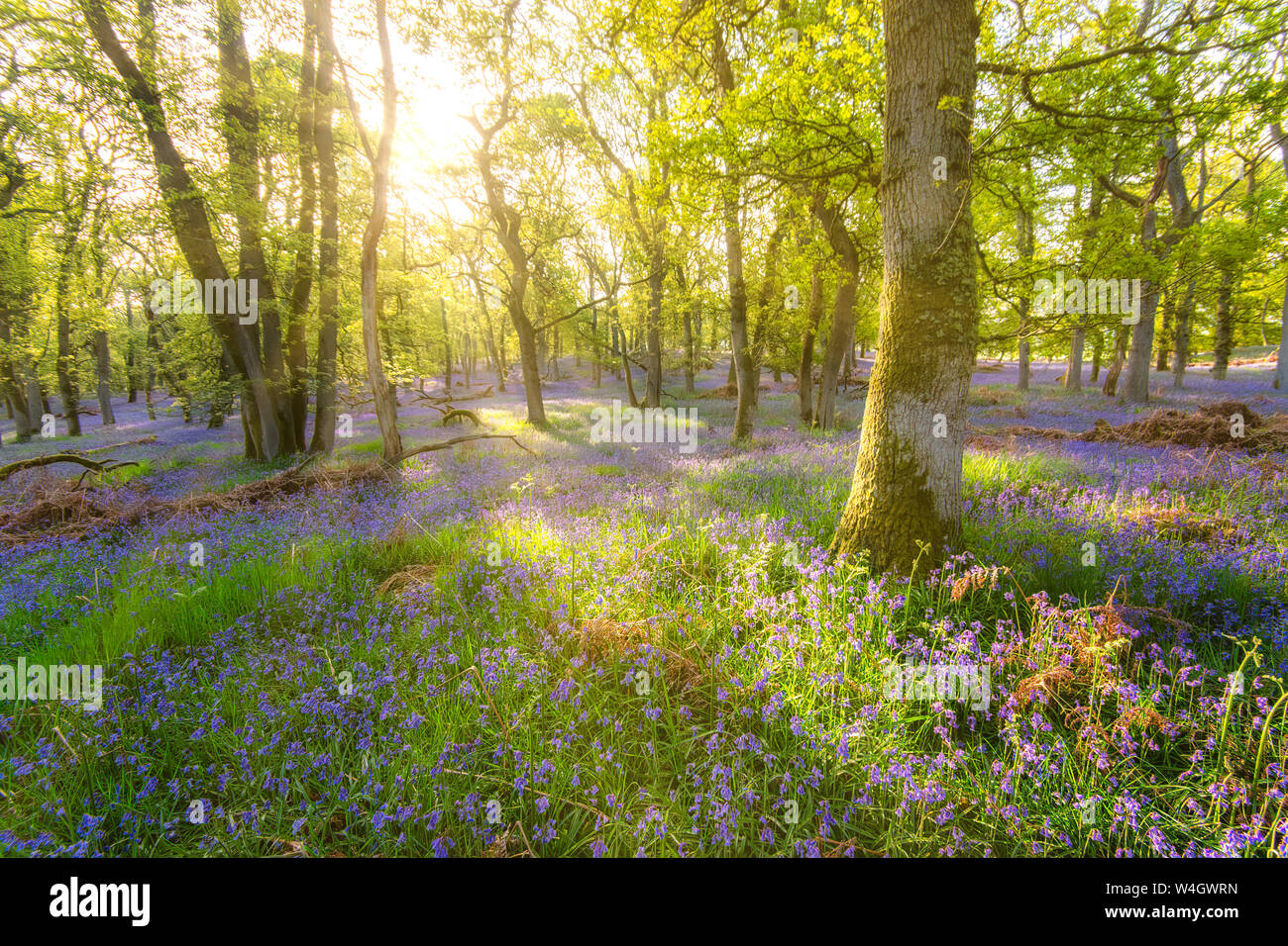 Perth in scotland hi-res stock photography and images - Alamy
