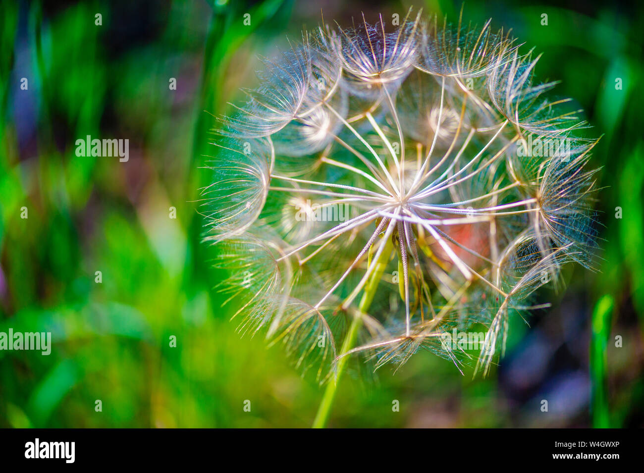Blowball detail hi-res stock photography and images - Alamy