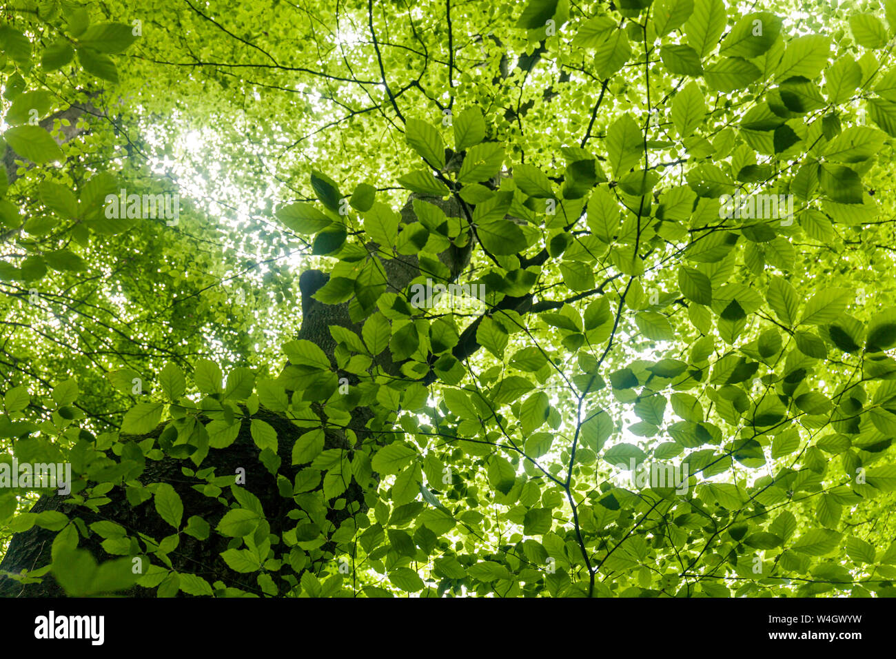 Beech color image hi-res stock photography and images - Alamy