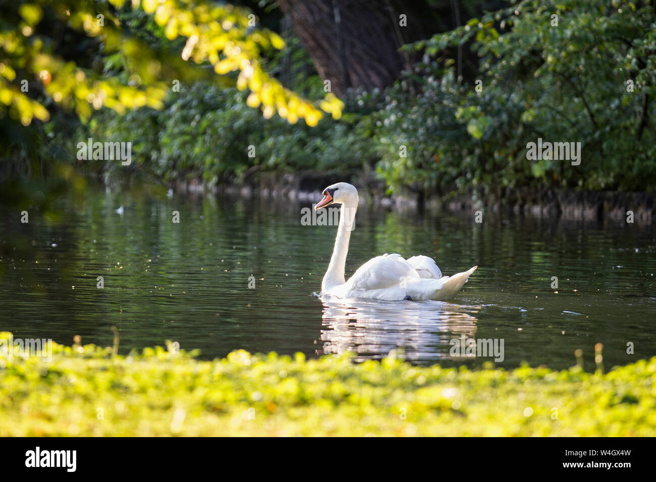 White color swan swimming hi-res stock photography and images - Alamy