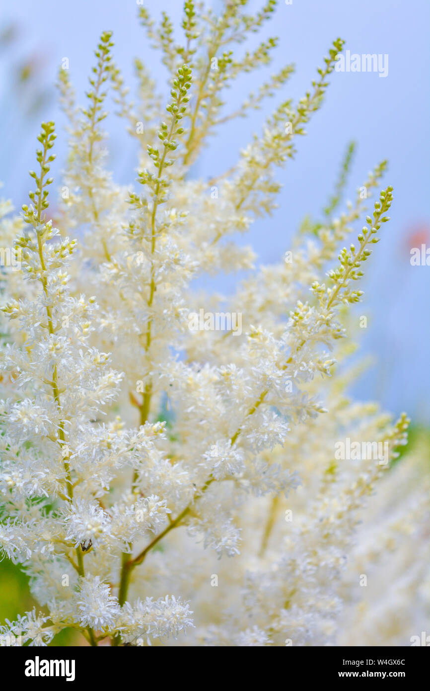 Goat’s beard plant white background hi-res stock photography and images ...