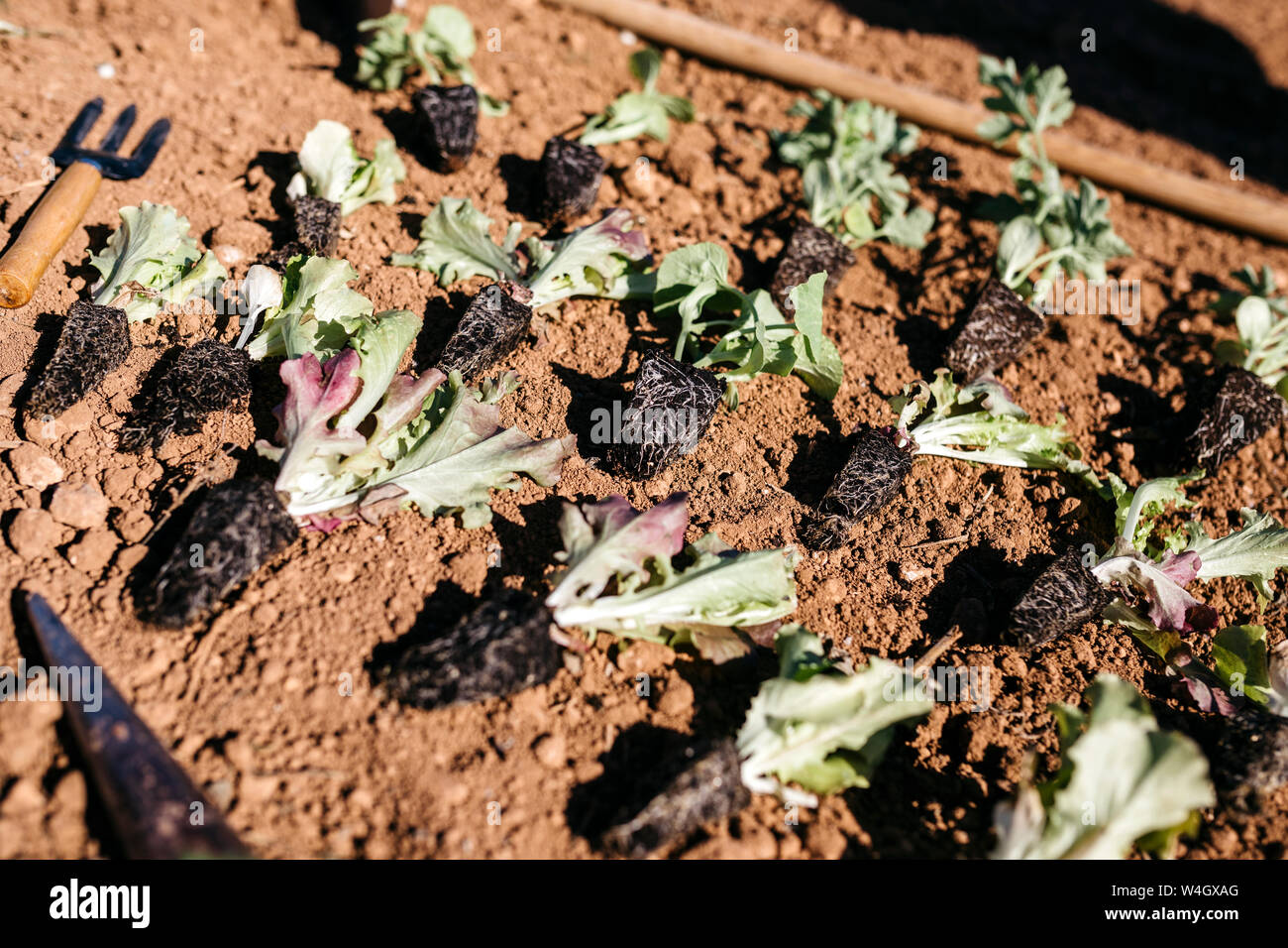 Lettuce prepared to be planted Stock Photo - Alamy