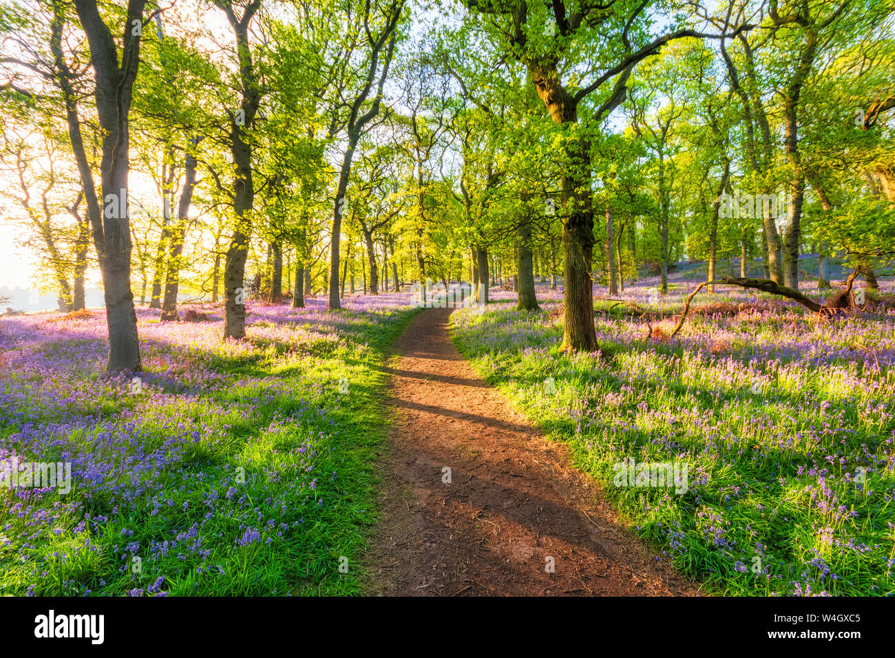 Forest_track hi-res stock photography and images - Alamy
