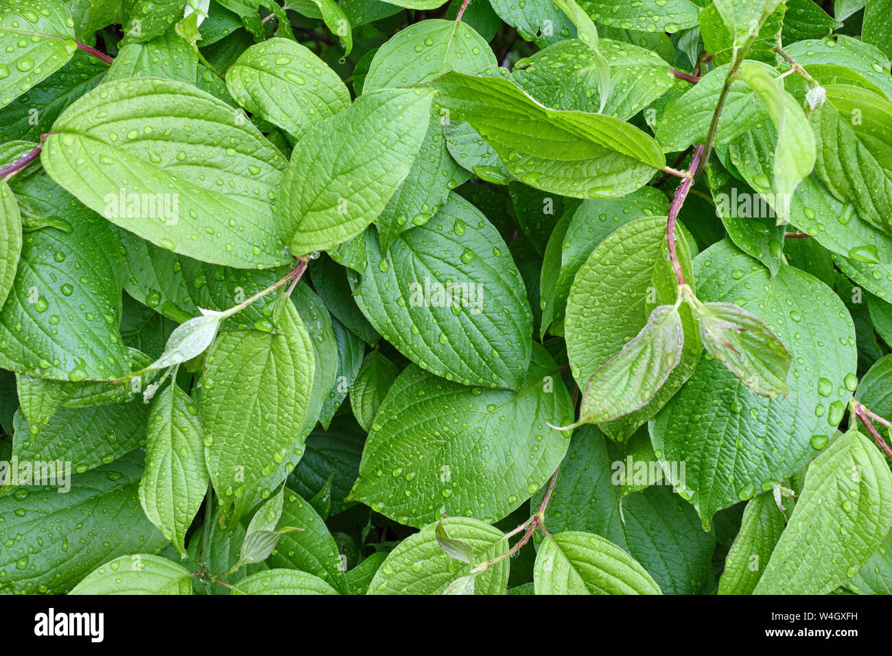Dogwood Cornus Sanguinea Leaf Hi res Stock Photography And Images Alamy Dogwood Cornus Sanguinea Leaf Hi res Stock Photography And Images Alamy