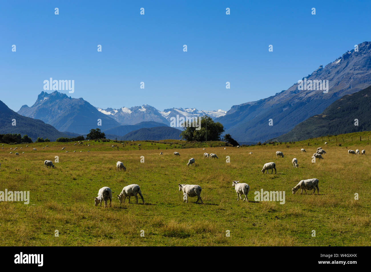 Rees valley queenstown hi-res stock photography and images - Alamy