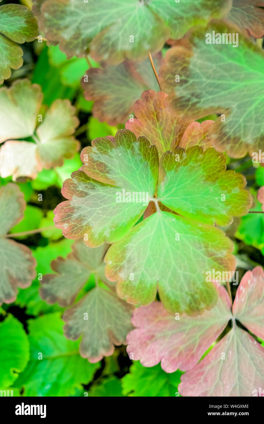 Mottled Green High Resolution Stock Photography and Images - Alamy