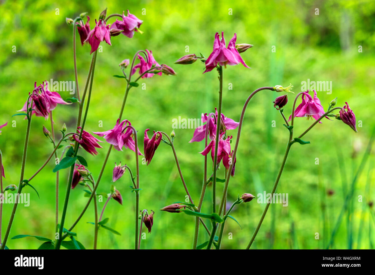 Columbine flowers hi-res stock photography and images - Alamy
