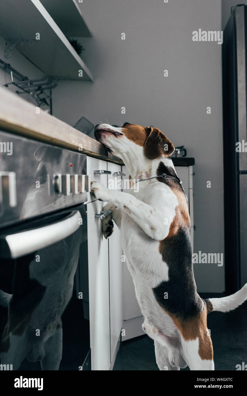 Dog kitchen counter hi-res stock photography and images - Alamy
