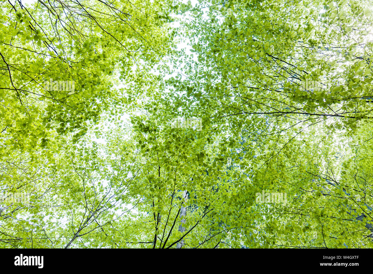Treetops hi-res stock photography and images - Alamy