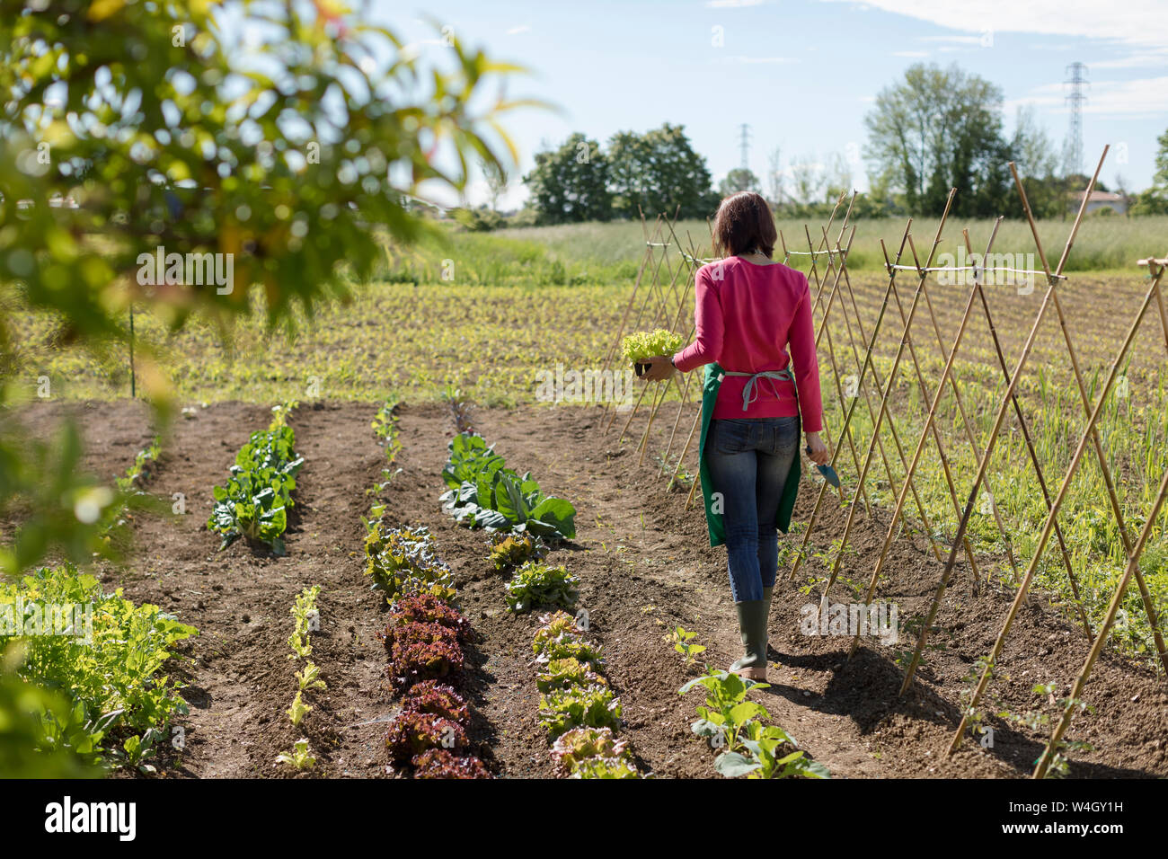 Woman gardener rear view hi-res stock photography and images - Alamy