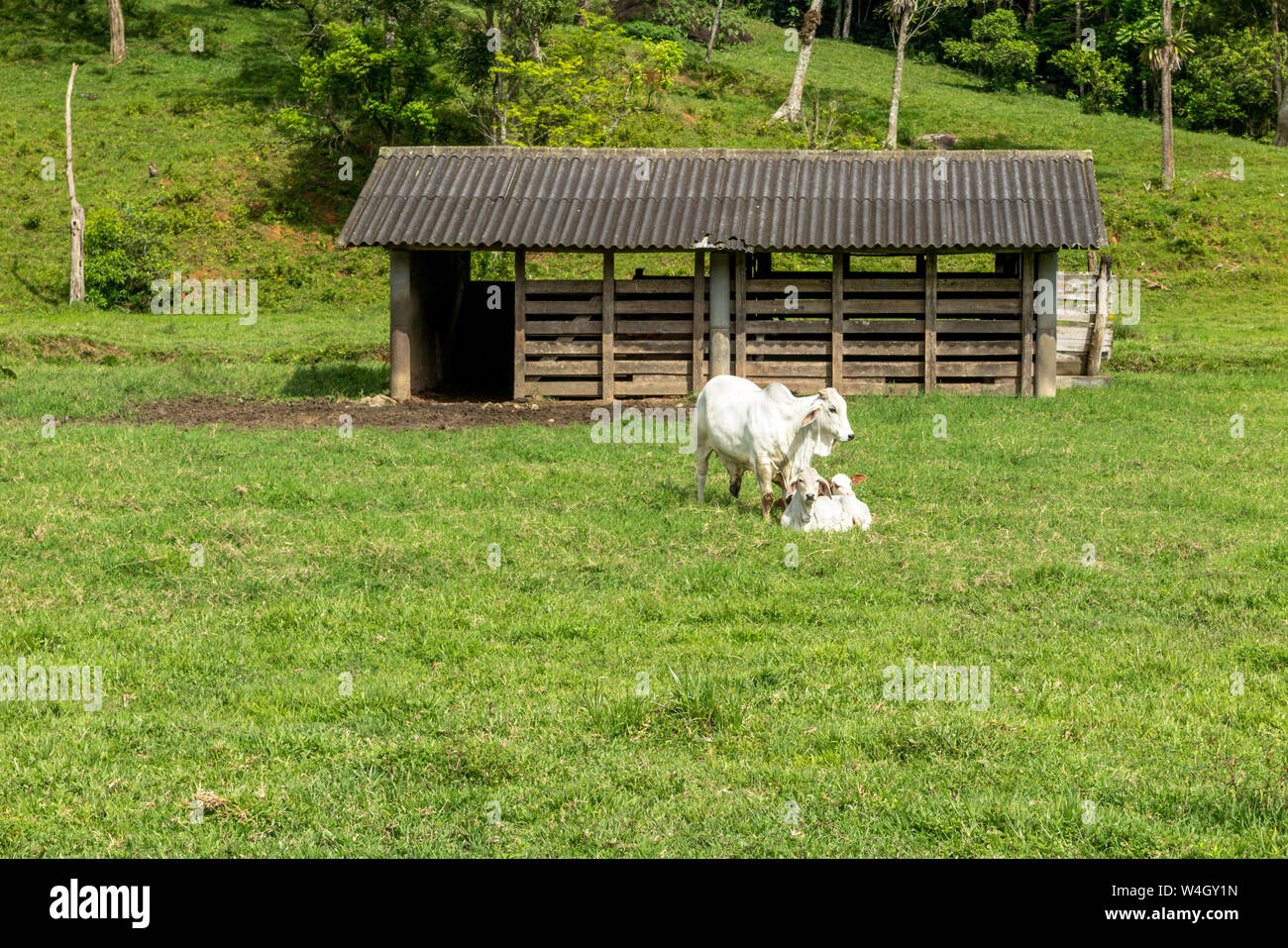 Barn in farm, with two cows in the pasture, hill with forest in the ...