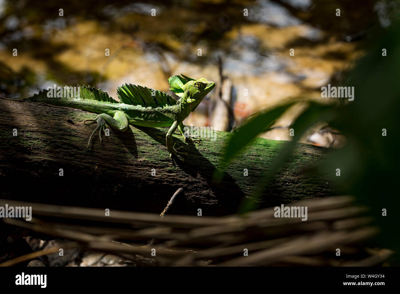 Basilisk Lizard inside a National park, Costa Rica Stock Photo - Alamy