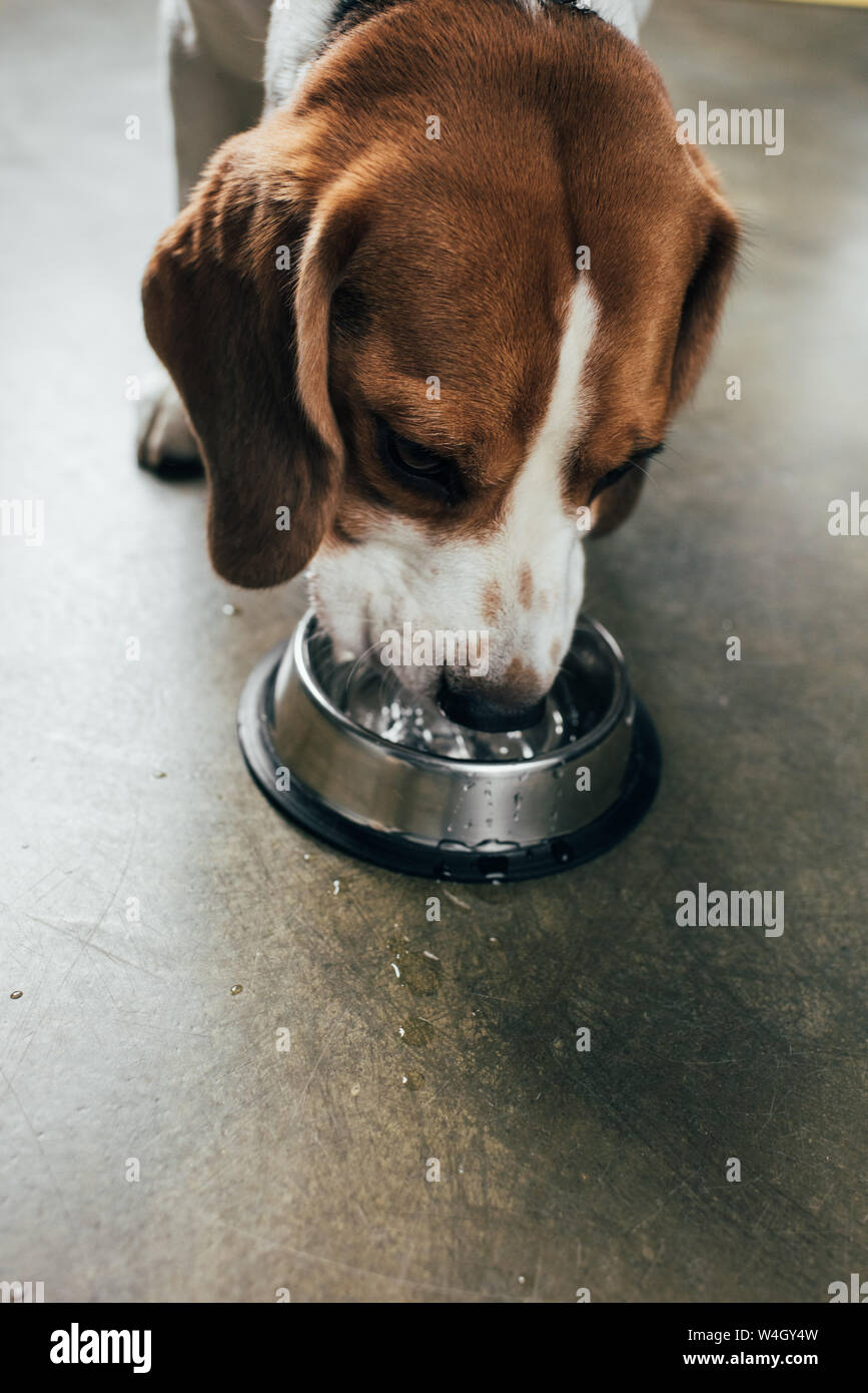 Beagle drinking water hi-res stock photography and images - Alamy