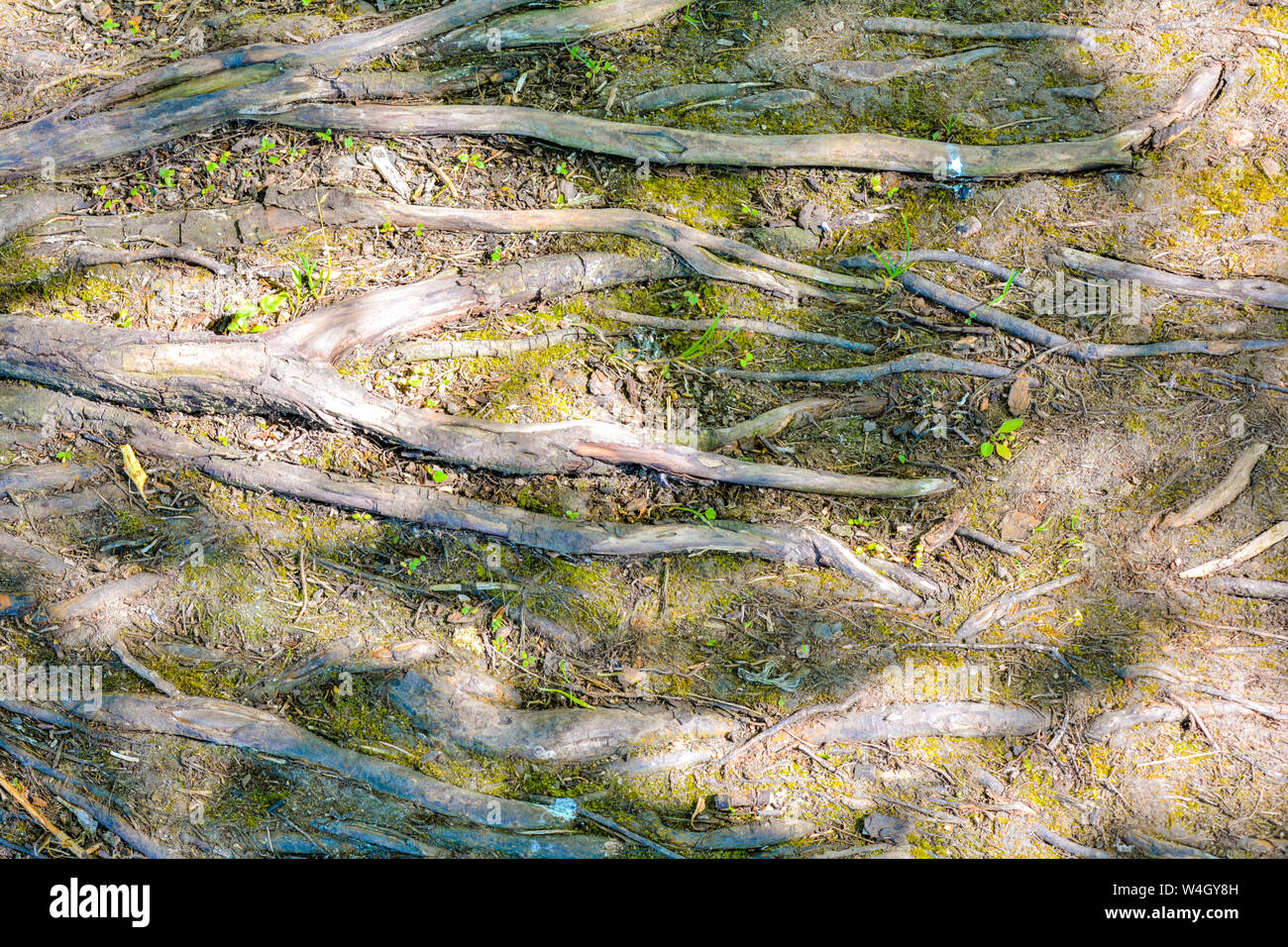 Roots of tree in ground with sparse green grass and small fragments of ...