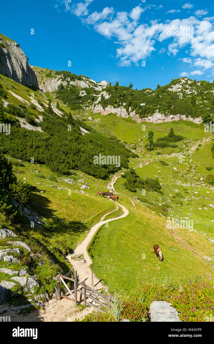 Austria, Tyrol, Maurach, Rofan Mountains, grazing horses Stock Photo ...