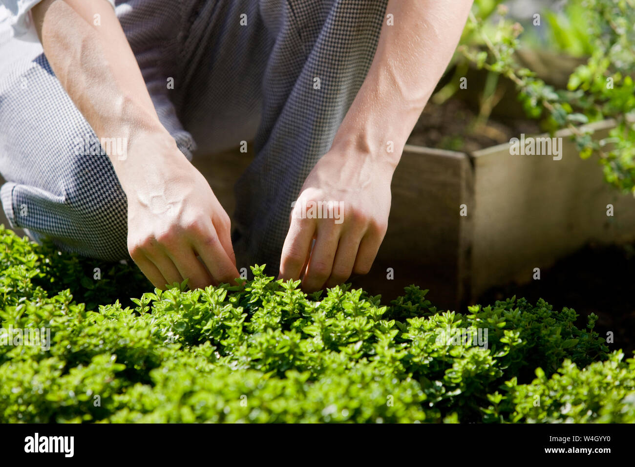 Cook plant hi-res stock photography and images - Alamy