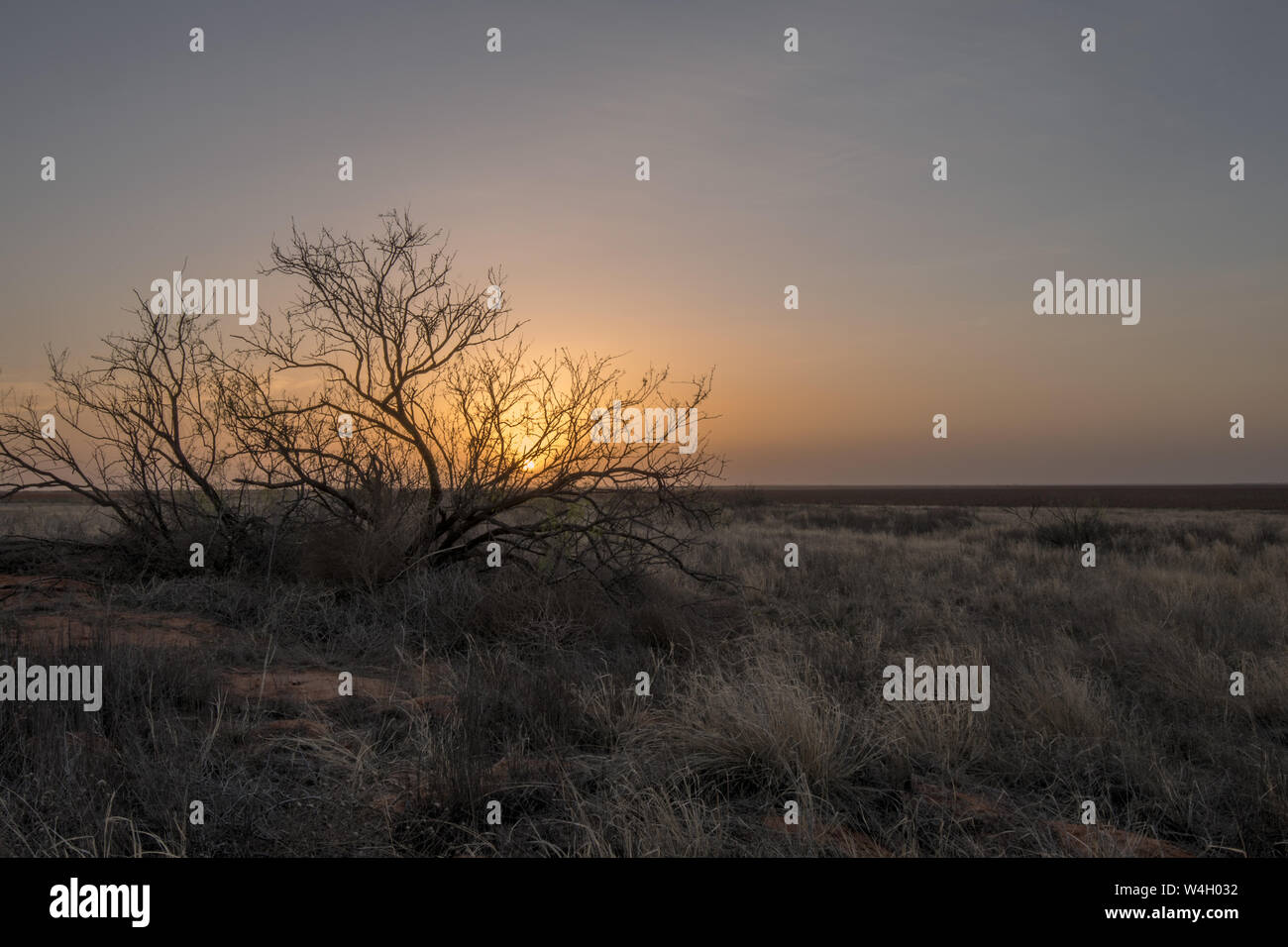 Sunrise behind a Mesquite Bush near Seminole, Texas, USA Stock Photo ...