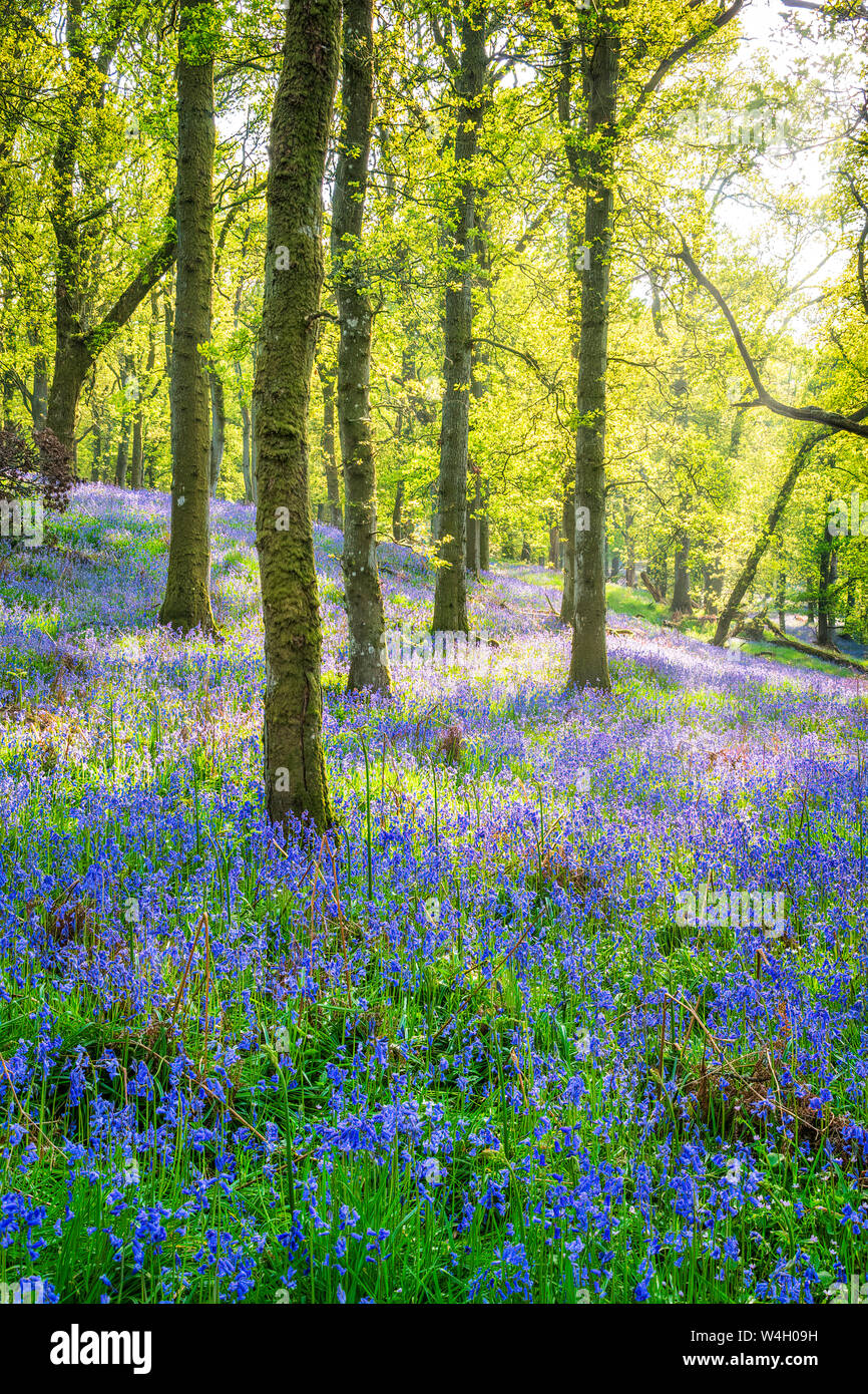 Common flowers in scotland hi-res stock photography and images - Alamy