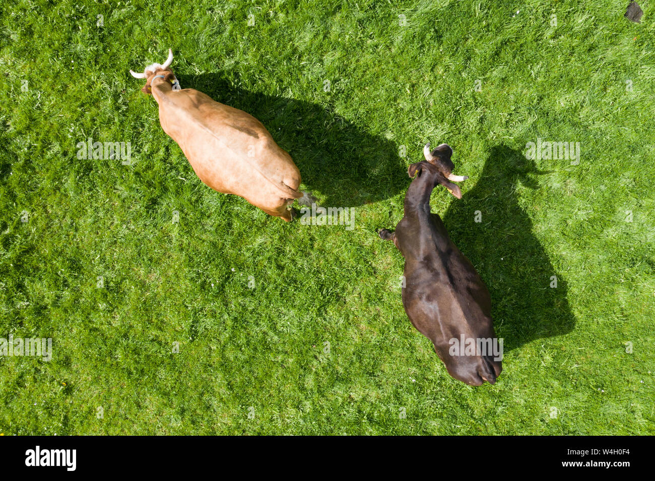 Top view of two cows on meadow Stock Photo - Alamy