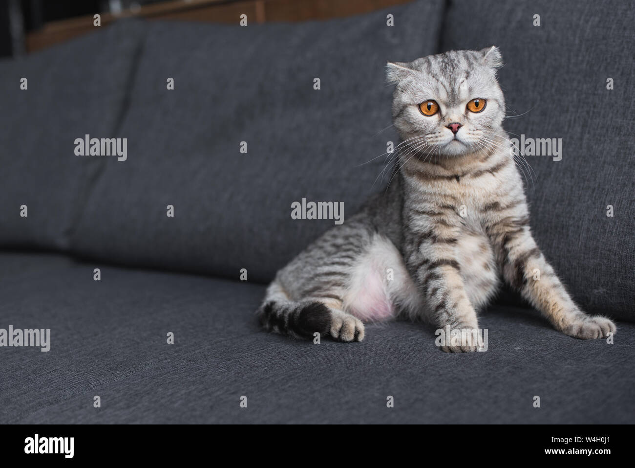 scottish fold cat sitting on couch in living room Stock Photo - Alamy