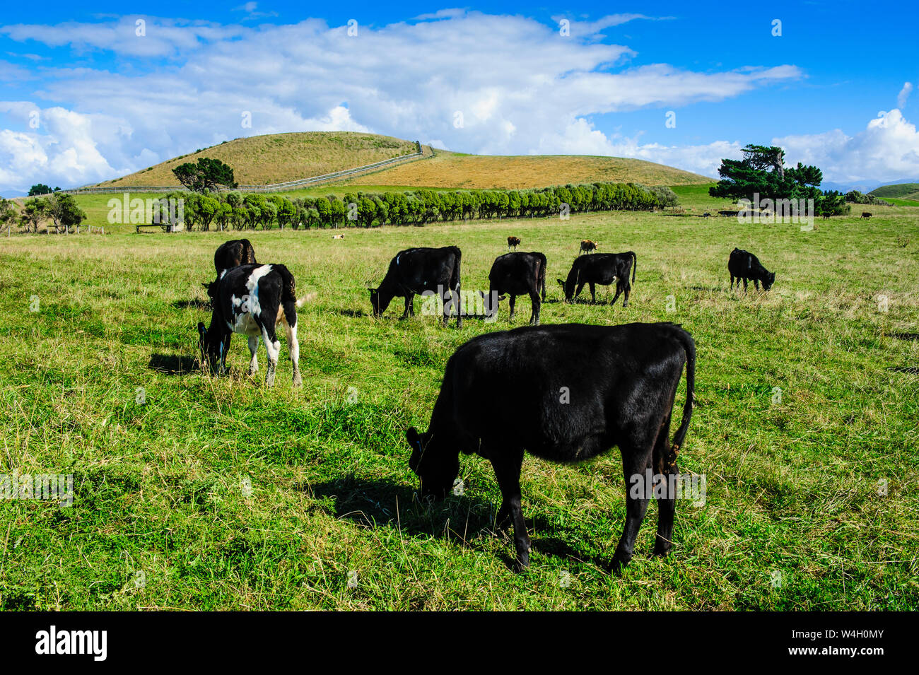 New zealand cattle cows hi-res stock photography and images - Alamy