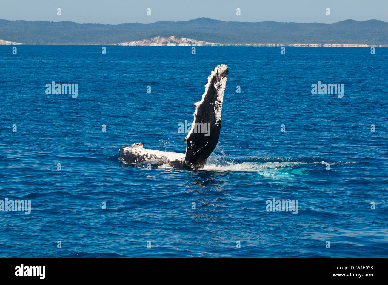 Queensland whale watching hi-res stock photography and images - Alamy