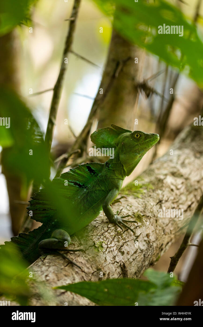 Basilisk Lizard inside a National park, Costa Rica Stock Photo - Alamy