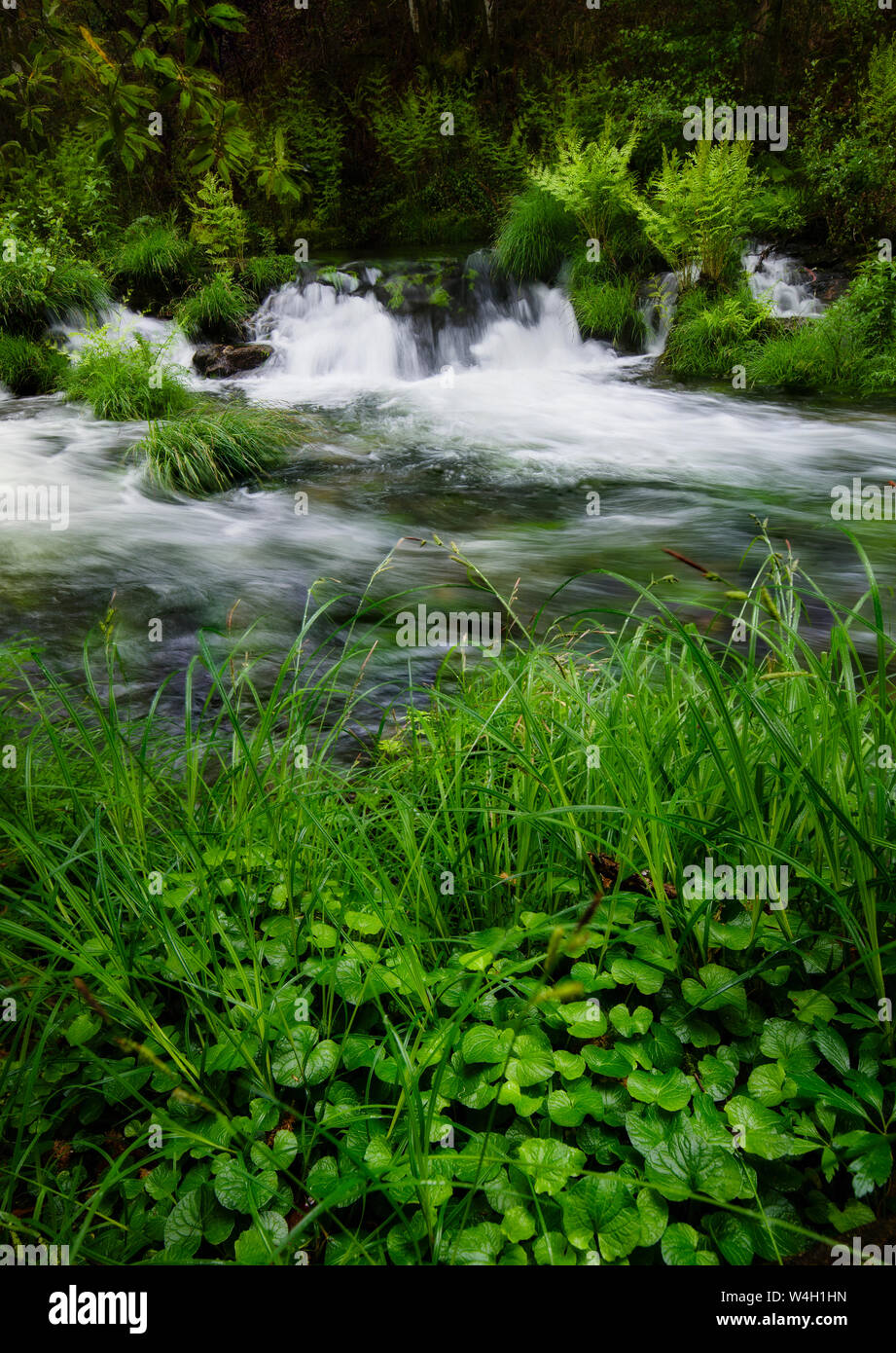 Plants and flowing water in Xuvia River, Neda, Spain Stock Photo - Alamy
