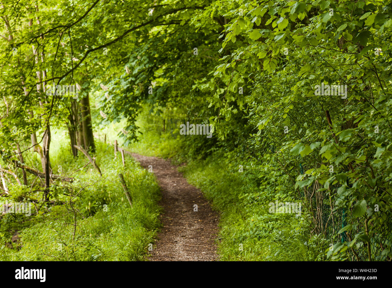 Footpath through forest Stock Photo - Alamy