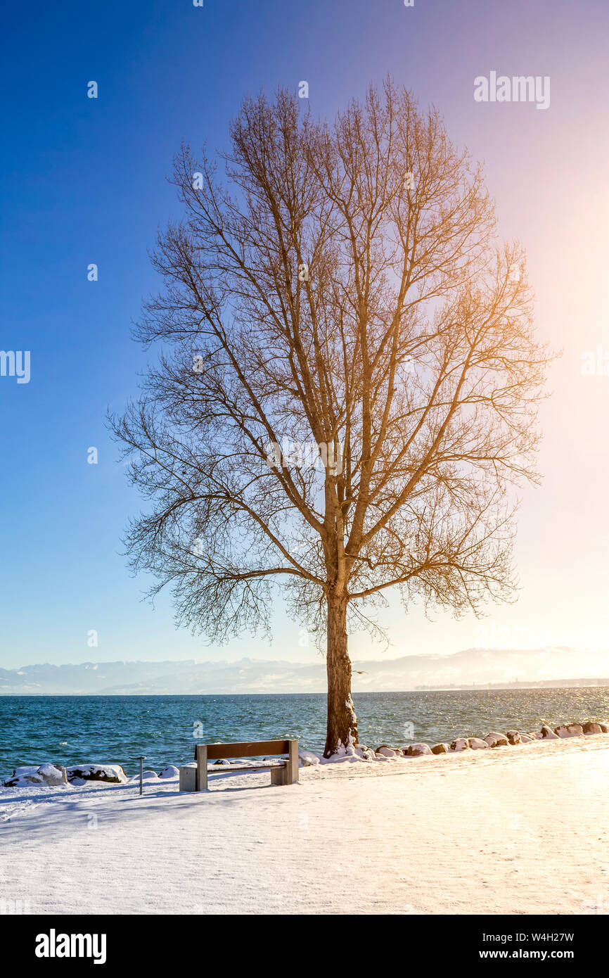 Single tree in winter at the lakeshore of lake constance hi-res stock ...