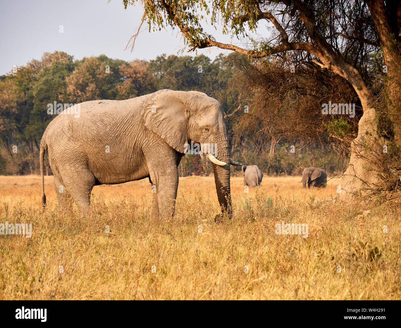 Under the elephant hi-res stock photography and images - Alamy