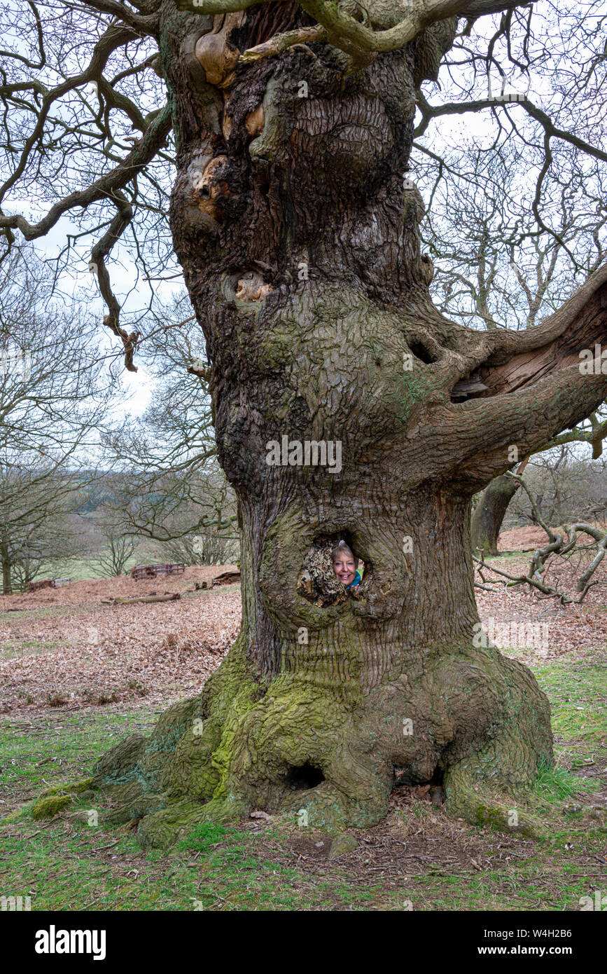Ladies face inside a tree Stock Photo - Alamy
