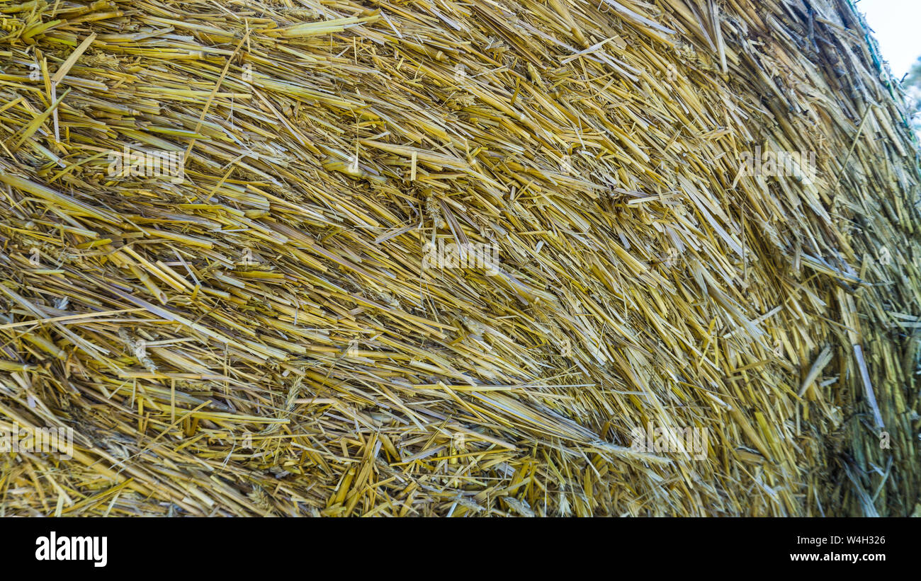 round straw bale Stock Photo - Alamy