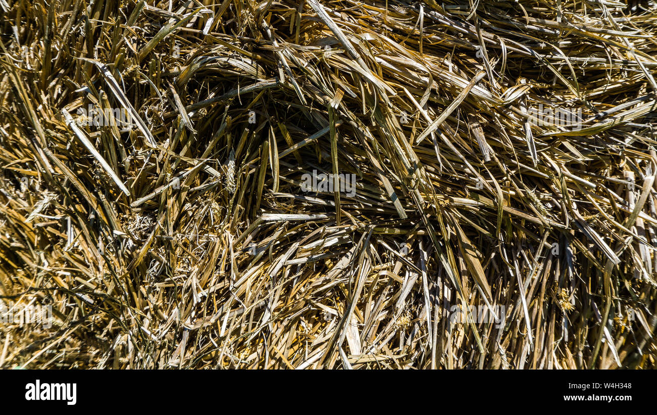 Golden bail hi-res stock photography and images - Alamy