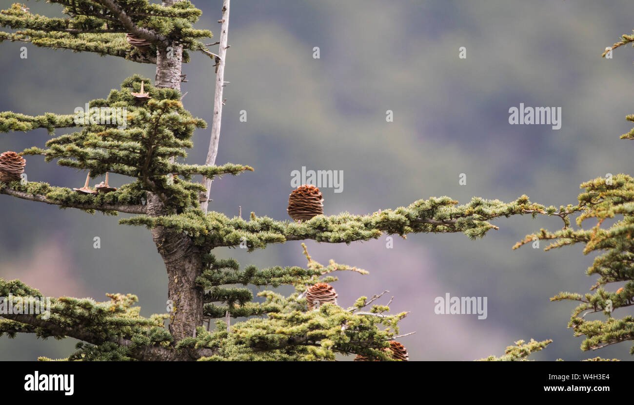 Tree in cyprus hi-res stock photography and images - Alamy