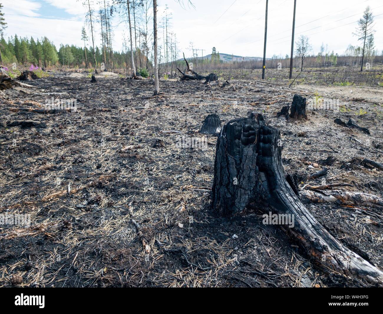 Forest fire aftermath with burnt trees and stump. Field with ashes ...