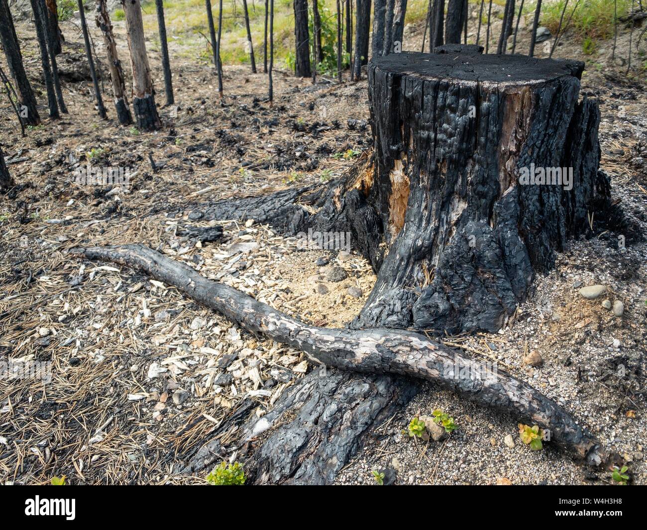 Forest fire aftermath with burnt trees and stump. Field with ashes ...