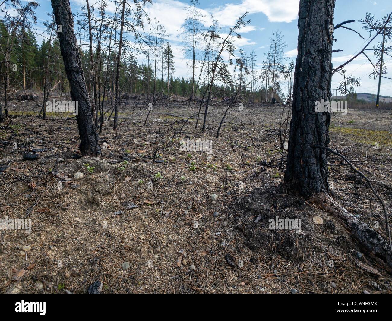 Forest fire aftermath with burnt trees and stump. Field with ashes ...