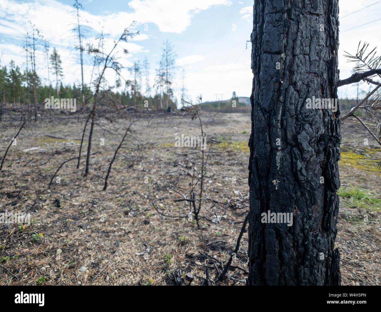 Forest fire aftermath with burnt trees and stump. Field with ashes ...