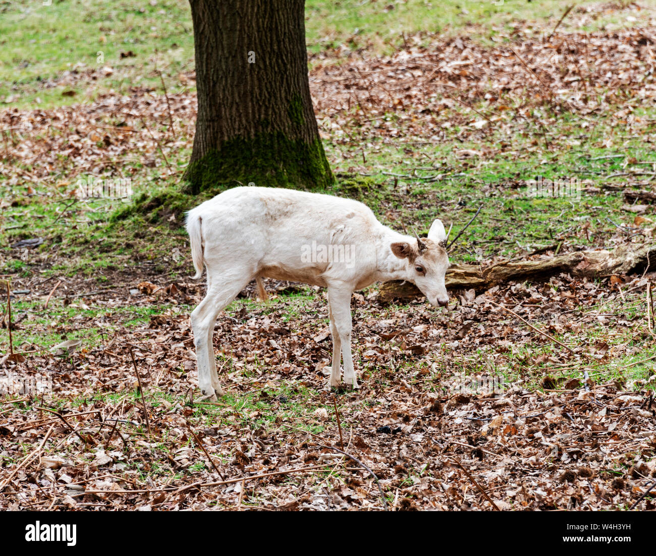 Young white doe Stock Photo - Alamy