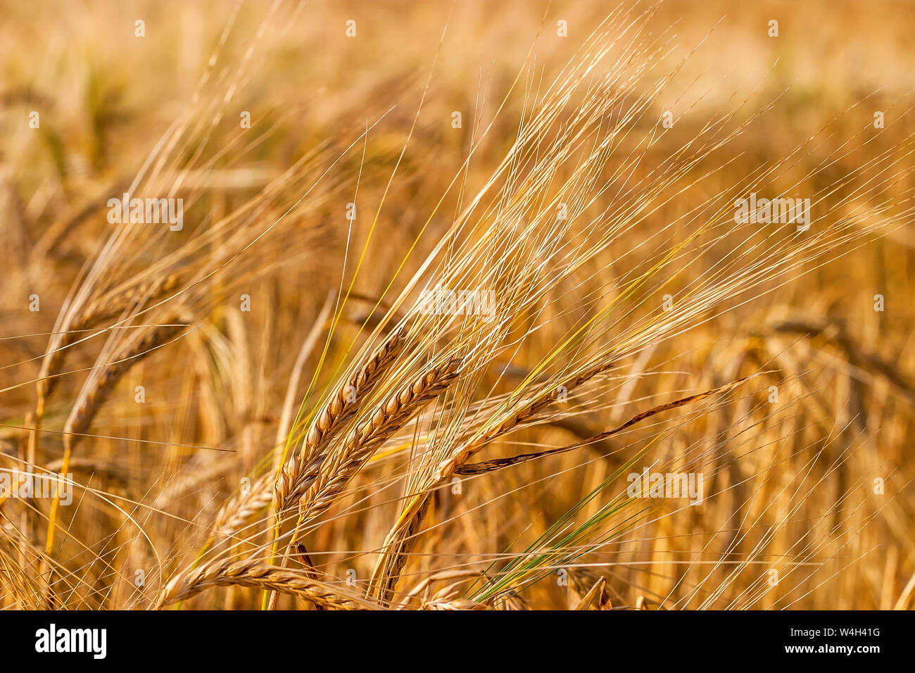 Ears of corn in a field Stock Photo - Alamy