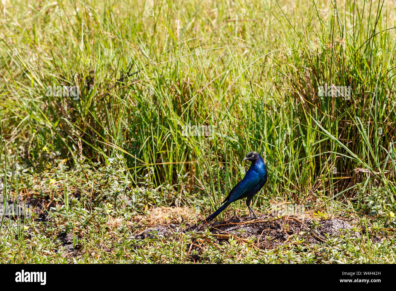 Ruppells long tailed starling hi-res stock photography and images - Alamy