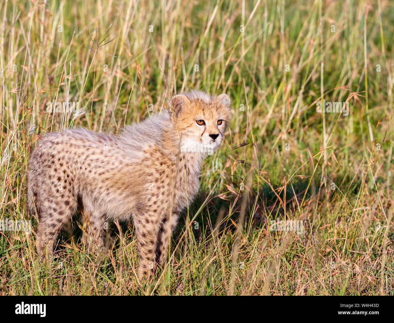 Close up of a young fuzzy Cheetah cub Stock Photo - Alamy