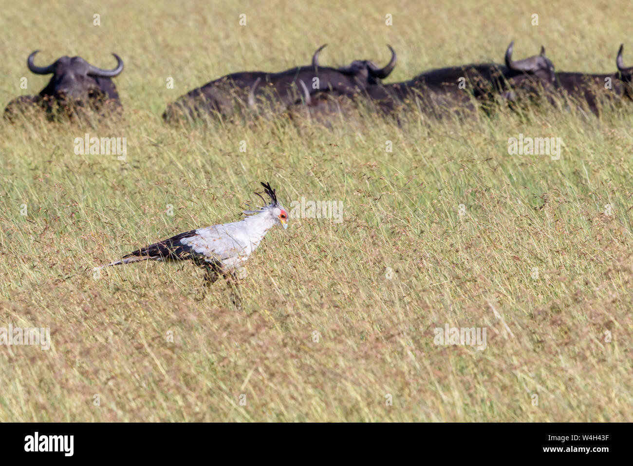 Secretary bird walking in high grass on the savannah Stock Photo - Alamy