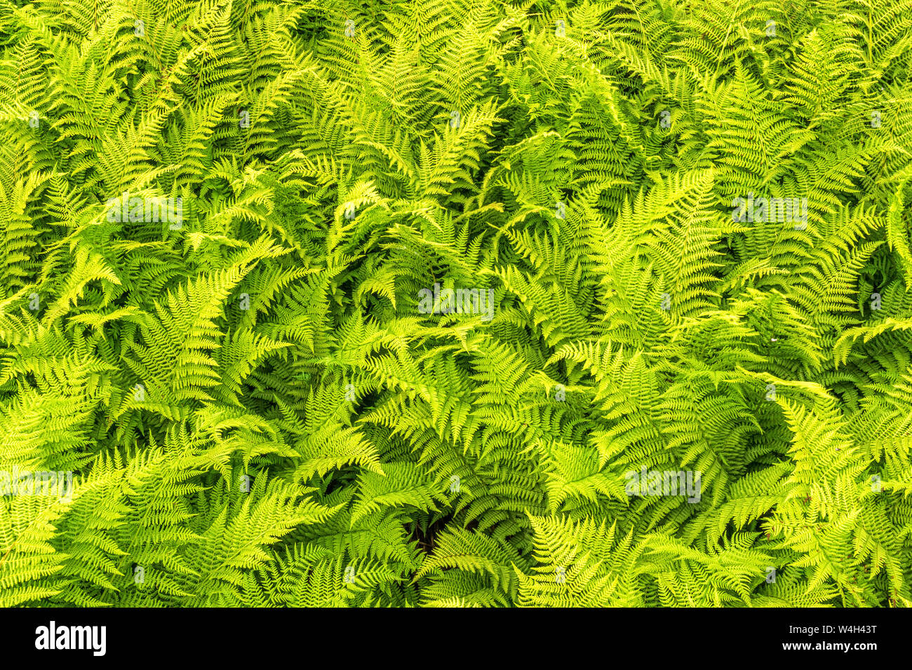 Abstract nature background with Fern shrubbery Stock Photo - Alamy