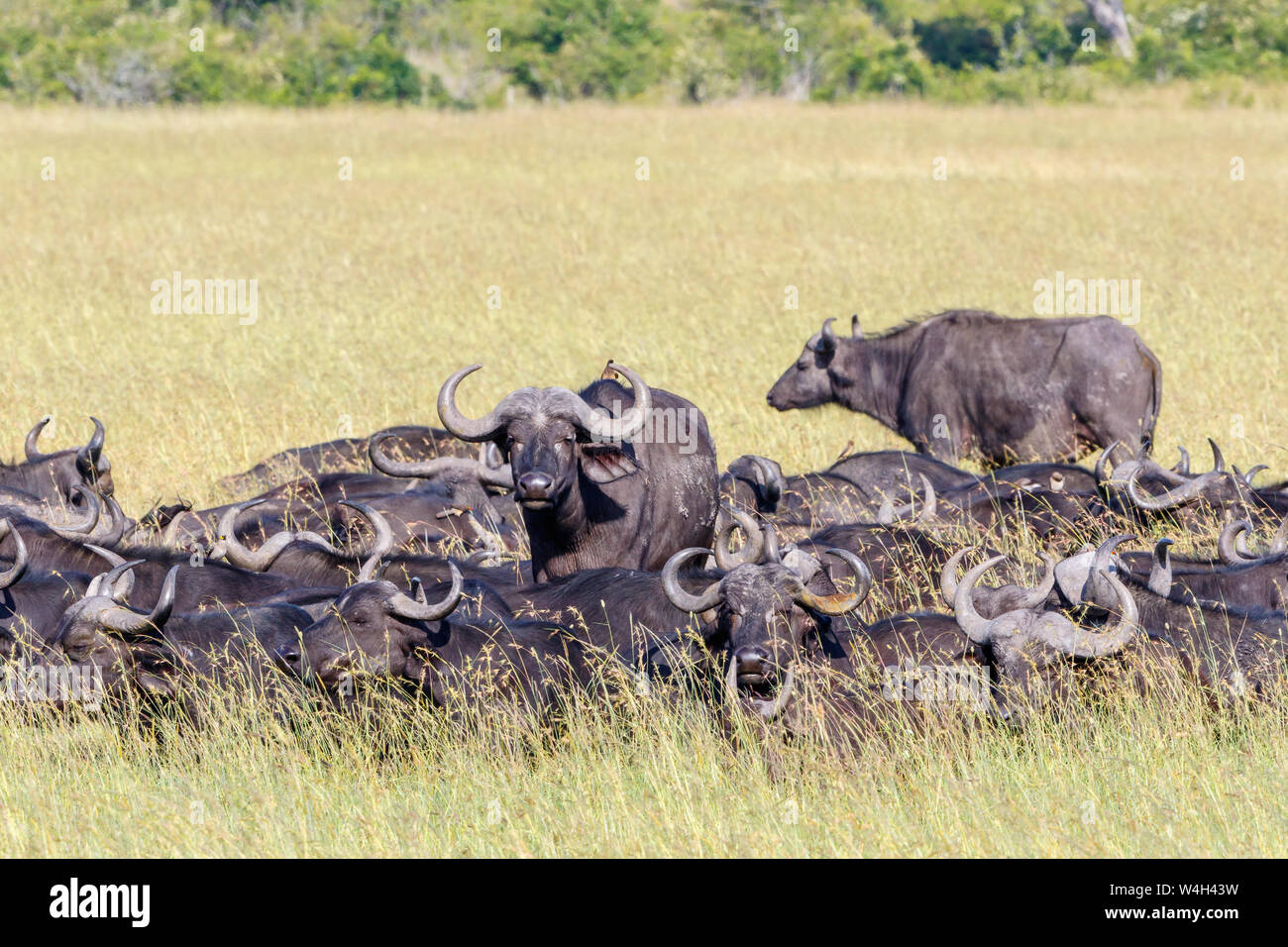 African buffalo lying down hi-res stock photography and images - Alamy