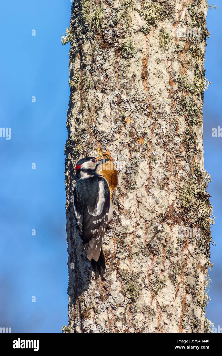 Woodpecker nest build hi-res stock photography and images - Alamy