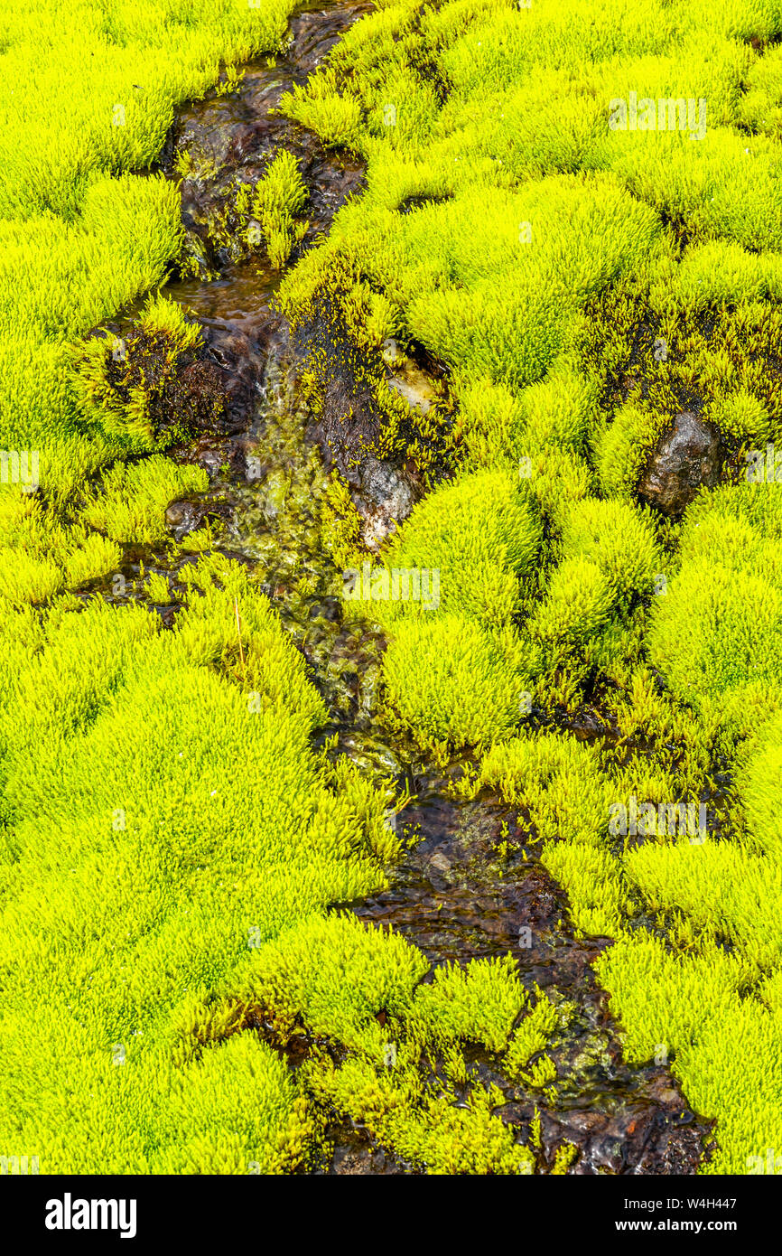Green soft moss with running water Stock Photo - Alamy
