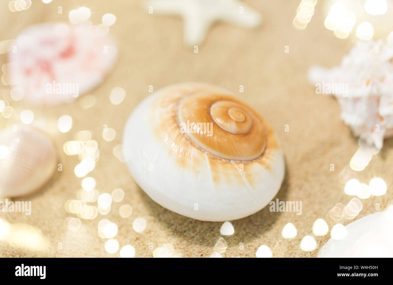 seashells on beach sand Stock Photo - Alamy