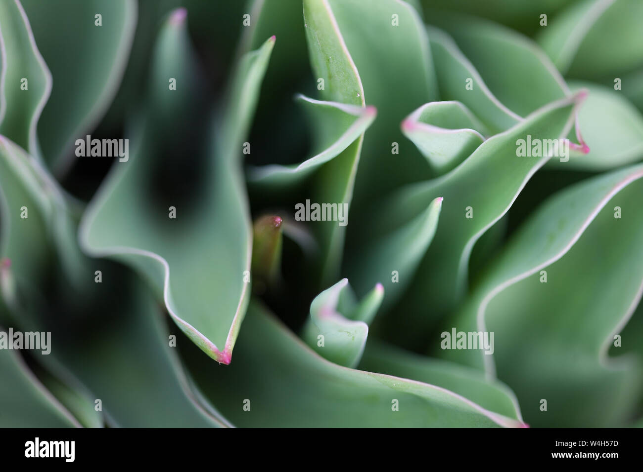 Top view tulip leaves hi-res stock photography and images - Alamy